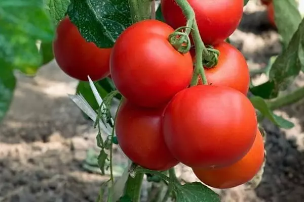 Tomat menghasilkan tinggi