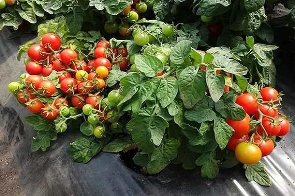 Salad-tomatoj