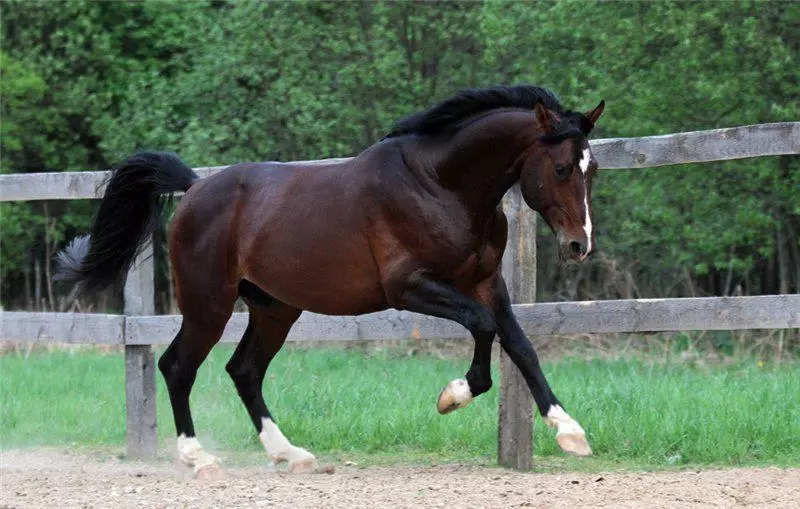 Hannover rase hester