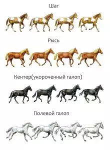 Quins són els tipus d'alibolls de cavalls i les seves diferències, recomanacions addicionals