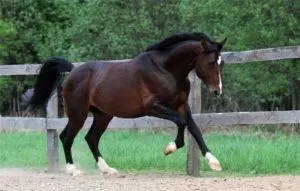 Description et caractéristiques des chevaux d'élevage de Hanovre