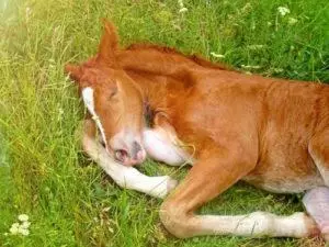 Bagaimana dan berapa banyak tidur kuda dan bagaimana untuk membuat keadaan yang optimum untuk rehat mereka