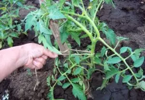 As melhores maneiras de amarrar corretamente os tomates em uma estufa e solo aberto