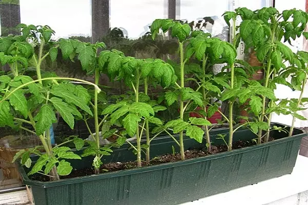 Tomates en el alféizar de la ventana.