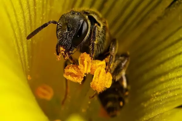 Пчела pollinates