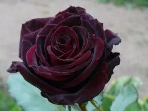 Опис и карактеристики на рози сорти Црна магија, слетување и грижа