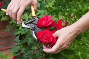 When and how to trim roses, go rules, feeding and watering