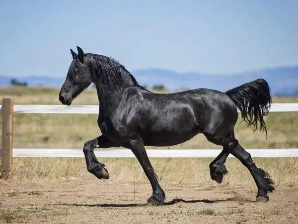 Voronaya коне