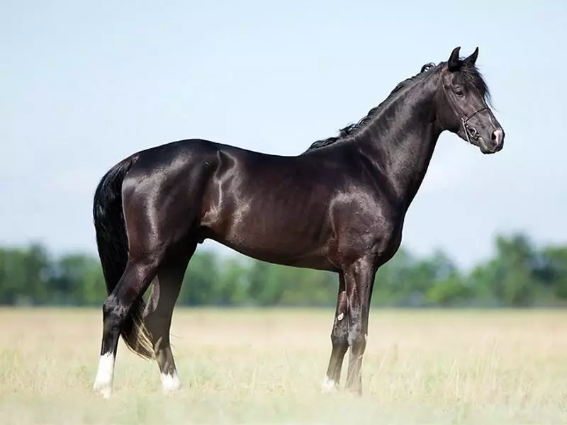 Voronaya коњи