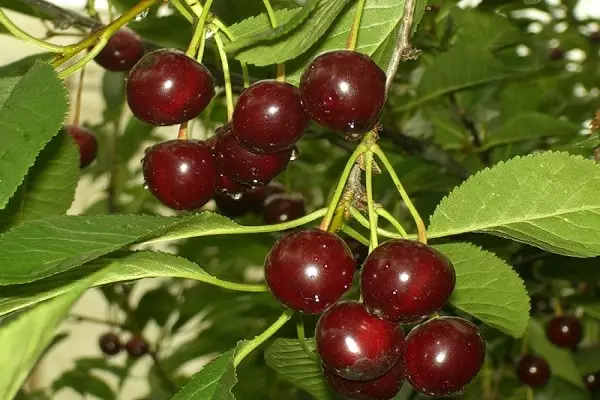 Pogisa berries