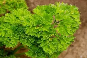Izinhlobo zezifo ze-parsley engadini, ungabaphatha kanjani nokuthi yini okufanele uyenze