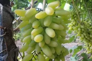 ブドウ品種の模倣の説明と栽培とケアの特徴