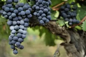 Beskrivelse og egenskaper av druer Livadian svart, historie og voksende regler