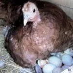 얼마나 많은 칠면조가 계란에 앉아 있음 : 시대의 마감일과 처음으로 어떤 나이가 숨기기 시작하고 있습니다. 1046_4