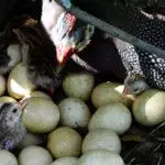 Yumurta üzerinde kaç tane Türkiye oturuyor: günlerde son tarihler ve hangi yaşta ilk kez saklanmaya başlıyor 1046_8