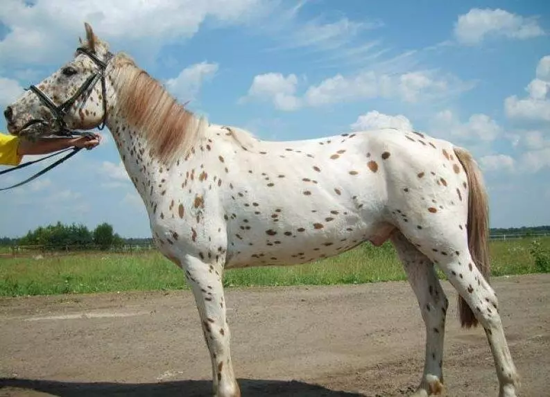 Altai ras hästar