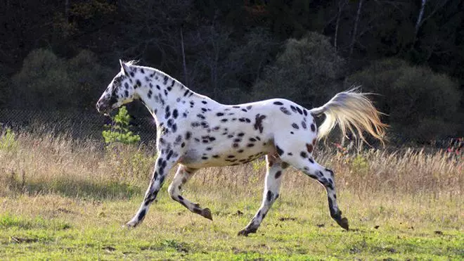Altai Breed Horses