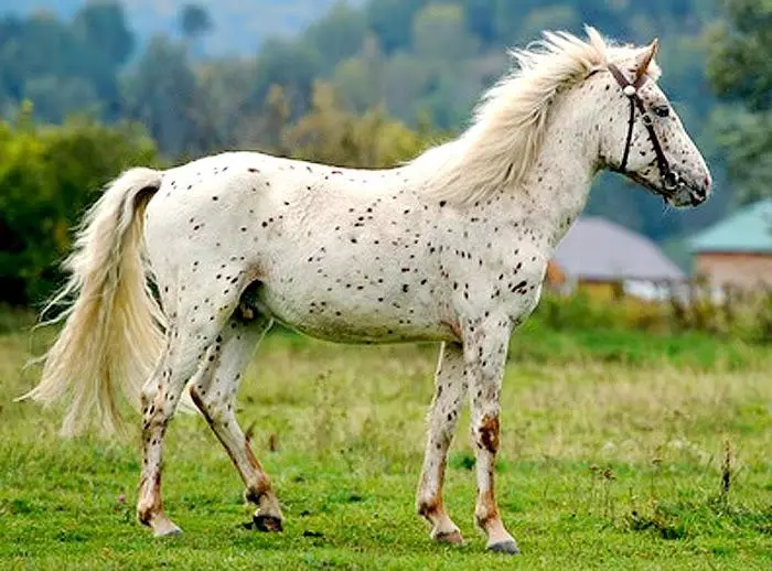 Altai φυλής άλογα