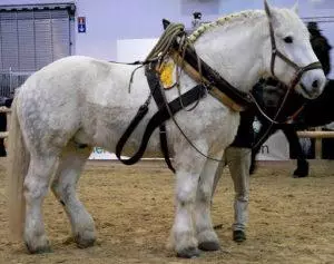 Ciri sareng fitur eusi kuda traction ageung tina breed Rusia