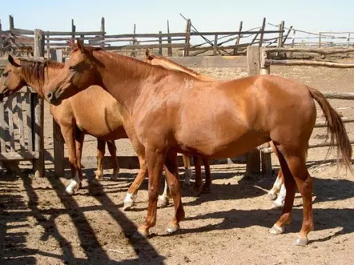 Don Rase Cavalls