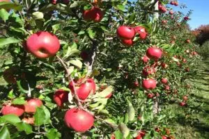 Karakteristisk og beskrivelse av variasjonen av epler topaz, dyrking og avkastning