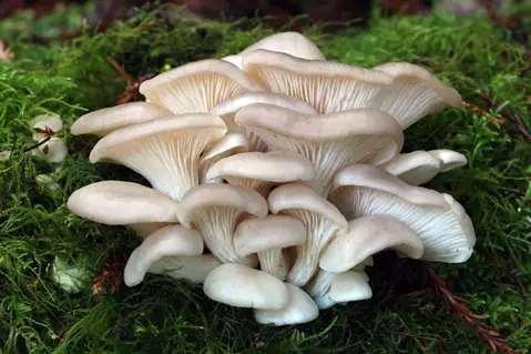 Печурки Вешински