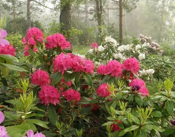 Rhododendron nova domble.