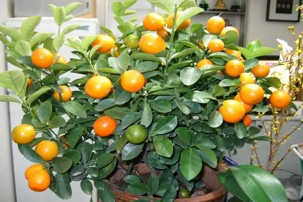 Mandarine de brousse