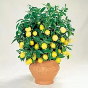 Reglas y esquema de recorte y formación de corona de limón en casa para fructificación en maceta para principiantes