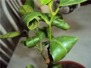 Why can leave the leaves at the lemon and what to do