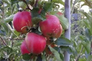 Deskripsi Apple Tree Eliza dan kelebihannya, hasil dan daerah yang tumbuh