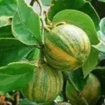 Variedade de Lemon Eureka: descrición e características de grao, coidado e crecemento 10505_1