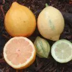 Lemon Eureka Varietat: Descripció i característiques de grau, cura i creixement 10505_10