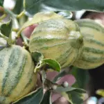 Lemon Eureka Variedade: descrição e características do grau, cuidado e crescimento 10505_12