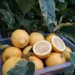 레몬 Eureka 다양성 : 학년, 관리 및 성장의 설명 및 특성 10505_14