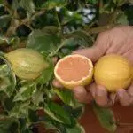 柠檬eureka品种：等级，护理和生长的描述和特点 10505_3