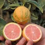 Variété de citron Eureka: description et caractéristiques de grade, de soin et de croissance 10505_5