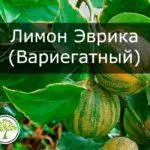 Lemon Eureka Odroda: Popis a charakteristiky triedy, starostlivosti a rastúceho 10505_6