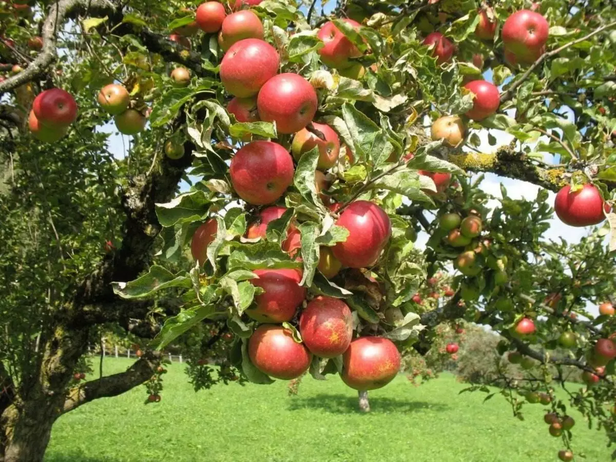 شجرة التفاح حمراء في وقت مبكر