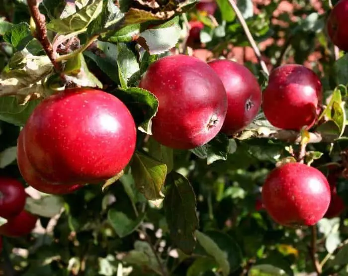 सफरचंद झाड लवकर आहे