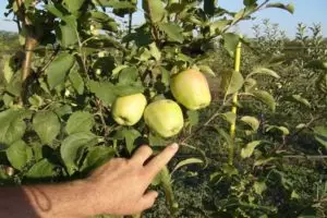 Karakteristika og beskrivelse af sorten af ​​Esaula Hukommelse Apple Træer, Frostresistens og Tastning Evaluering af Frugter