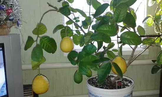 I-Lemons yasekhaya: Ukufika nokukhathalela ekhaya, njani amanzi kunye nokuchumisa
