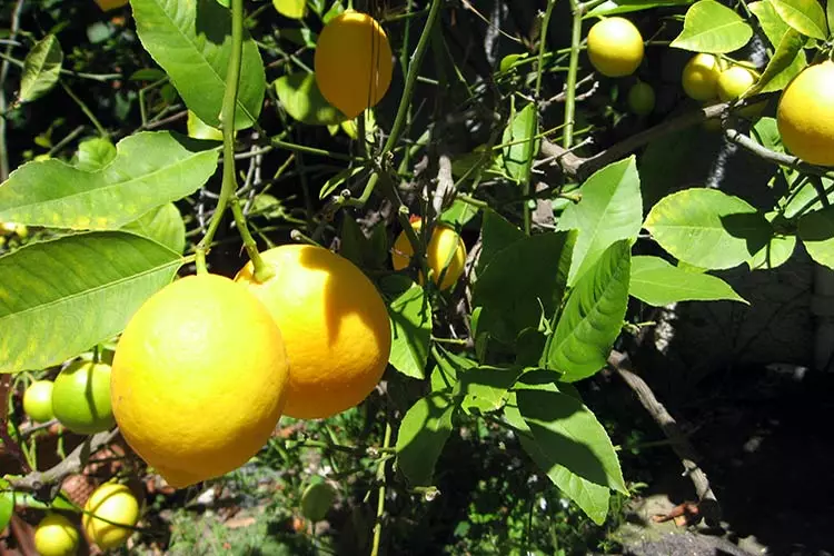 I-lemons yekhaya
