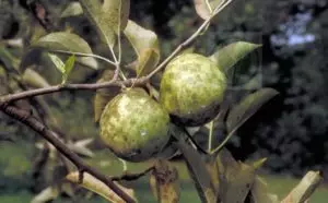 Jak radzić sobie z grzybem Sage na jabłoni, środki chemiczne i biopreparycje do leczenia