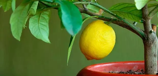 листя лимонника