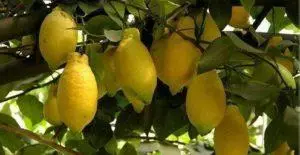 檸檬品種月球和家庭護理特殊性的描述