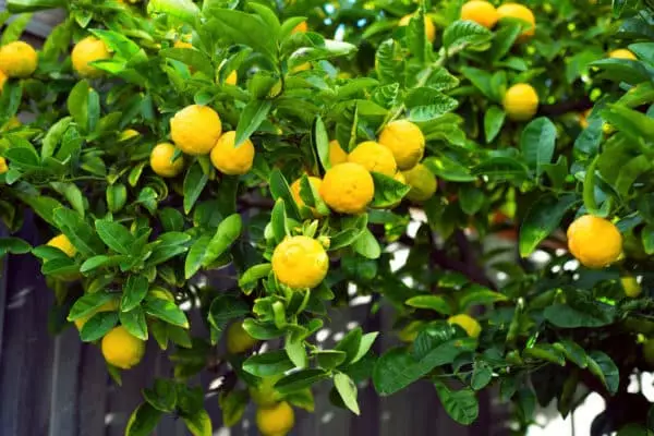 дерево лимона