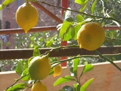 дерево лимона