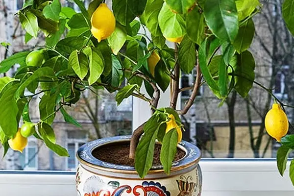Како да расте од коскениот лимон дома