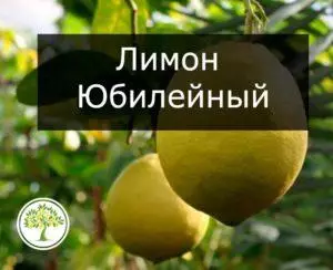 Jubiliejaus įvairovės citrinos aprašymas, jo iškrovimas ir priežiūra namuose